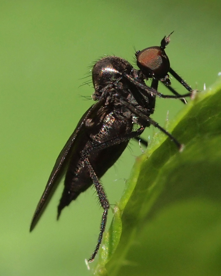 Diptera.info - Discussion Forum: very small empid?