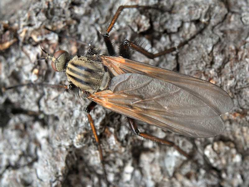Diptera.info - Discussion Forum: Empididae ? Empis tessellata