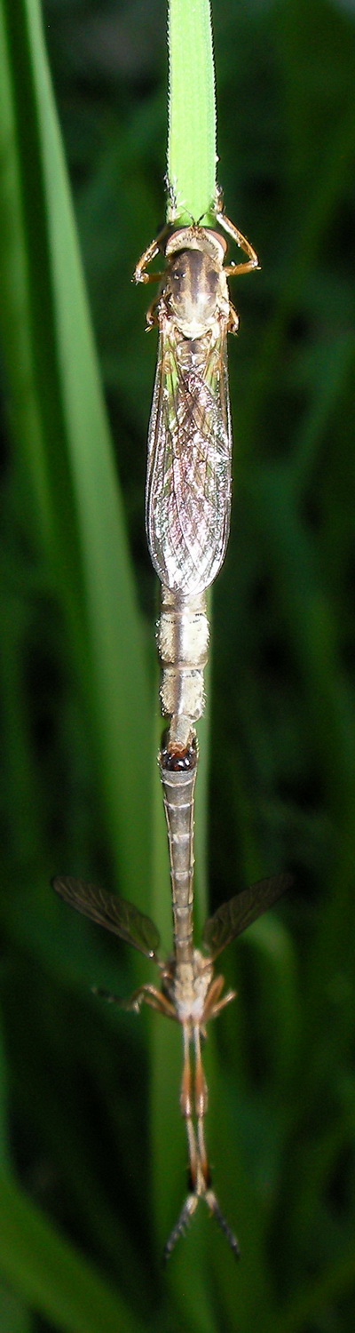 Diptera.info - Discussion Forum: Leptogaster cylindrica?