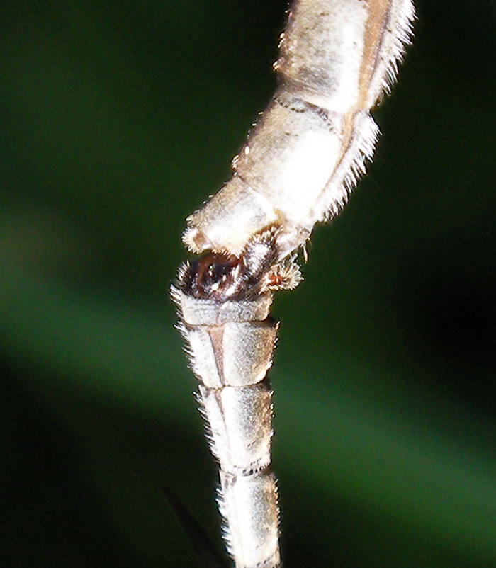 Diptera.info - Discussion Forum: Leptogaster cylindrica?