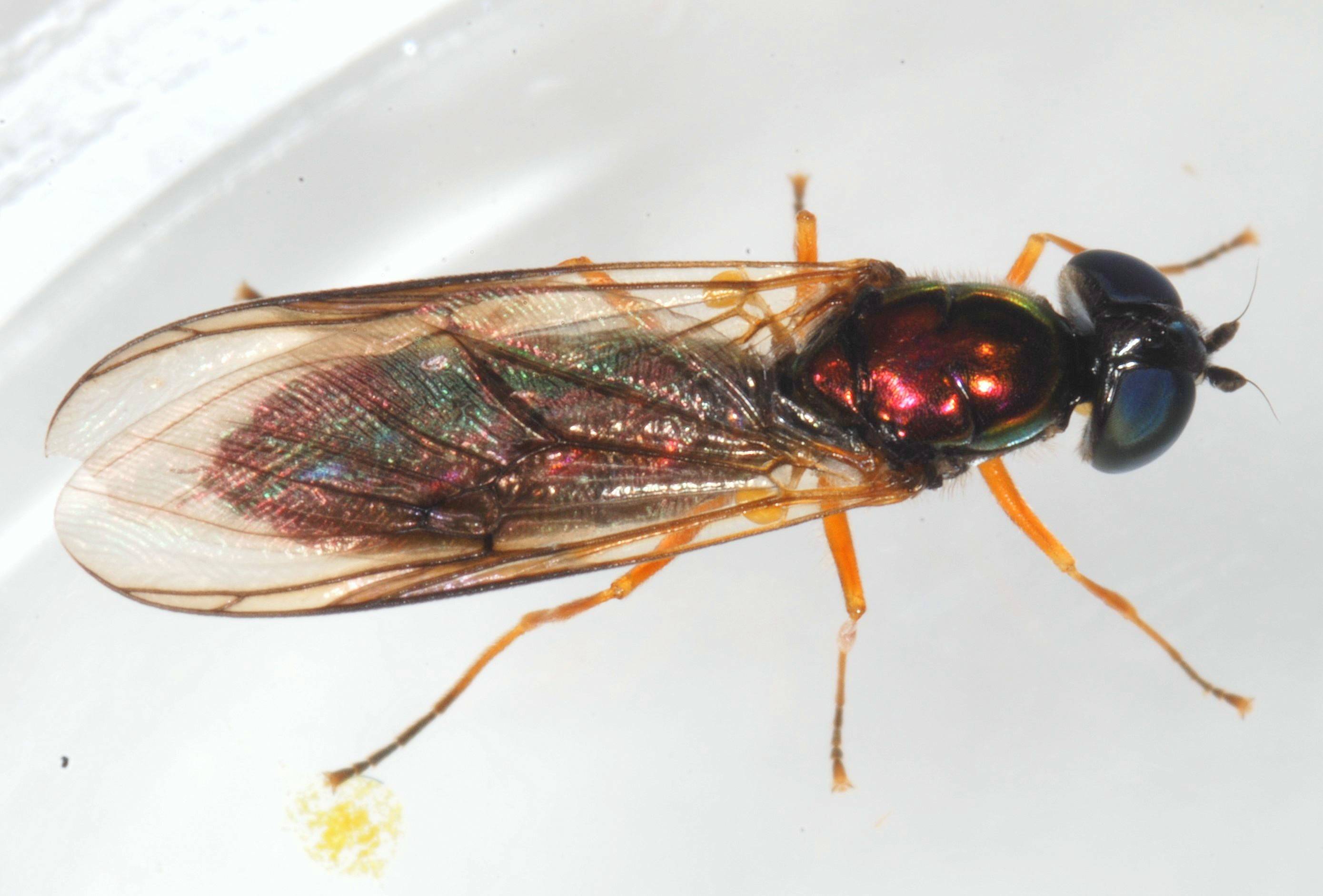 Diptera.info - Discussion Forum: Stratiomyidae - Sargus cuprarius?