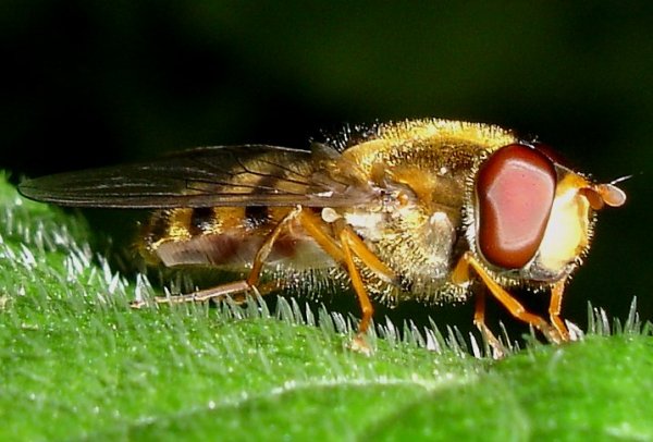 Diptera.info - Discussion Forum: Epistrophe nitidicollis
