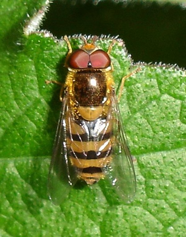 Diptera.info - Discussion Forum: Epistrophe nitidicollis