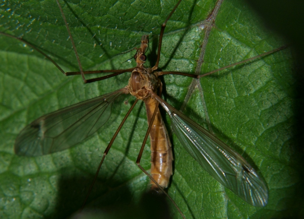Diptera.info - Discussion Forum: Tipula ?livida?, Sussex