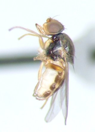 Diptera.info - Discussion Forum: Chloropid - Hippelates proboscideus