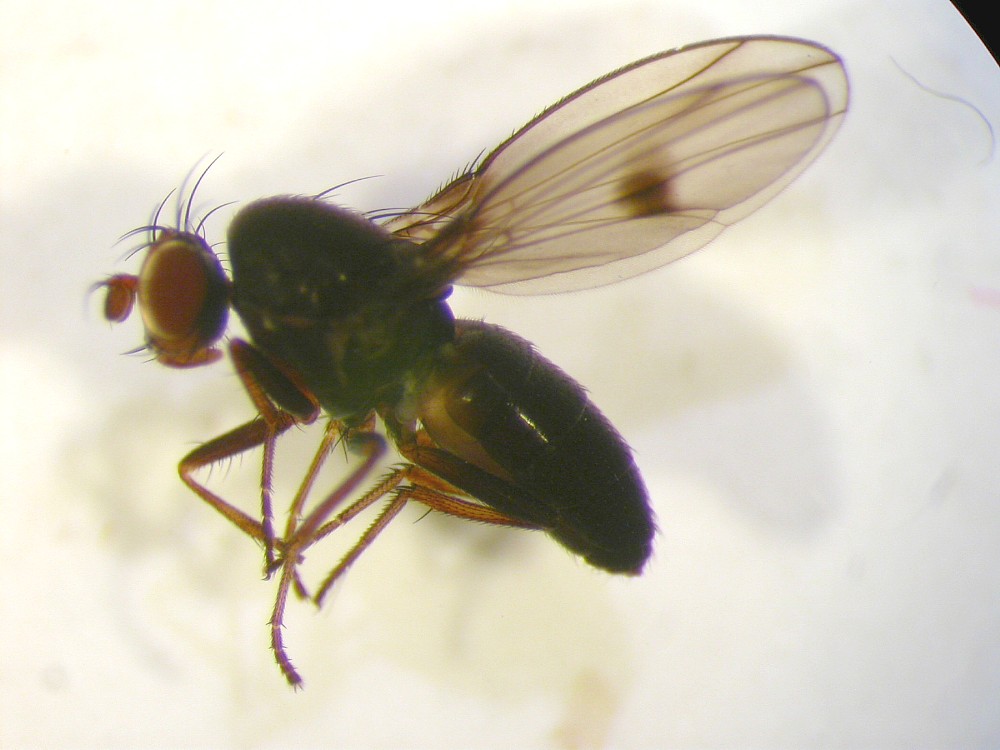 Diptera.info - Discussion Forum: Ephydridae??