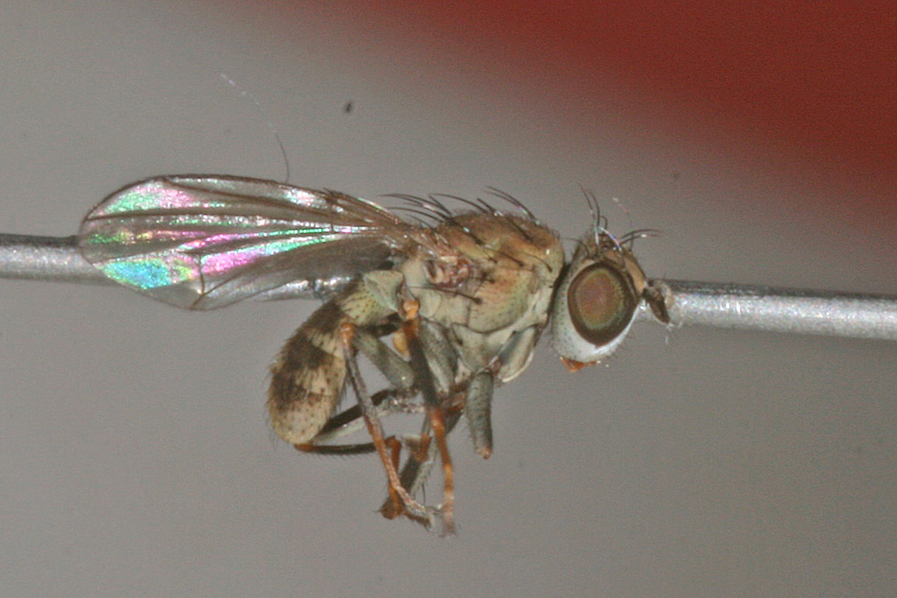 Diptera.info - Discussion Forum: Notiphila brunipes (ID Cranefly)