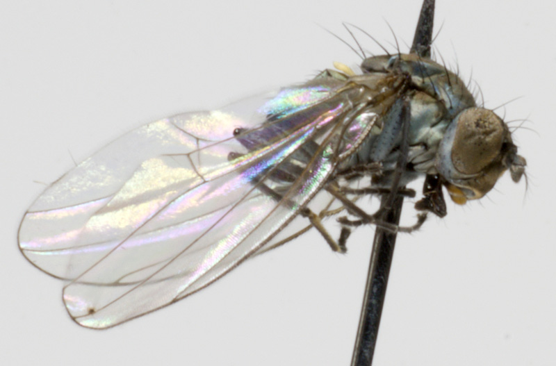 Diptera.info - Discussion Forum: Ephydridae, Hydrellia sp.