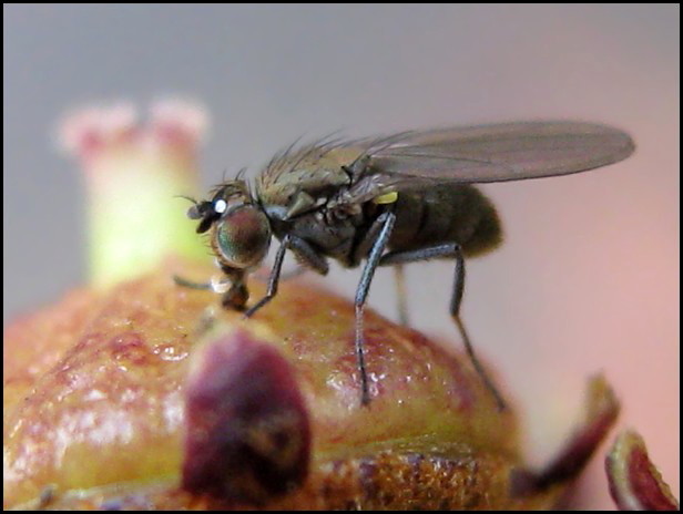 Diptera.info - Discussion Forum: Hydrellia maura