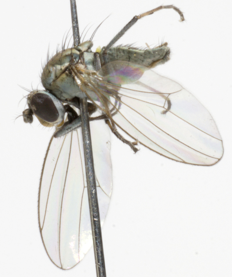 Diptera.info - Discussion Forum: Ephydridae, Hydrellia sp.