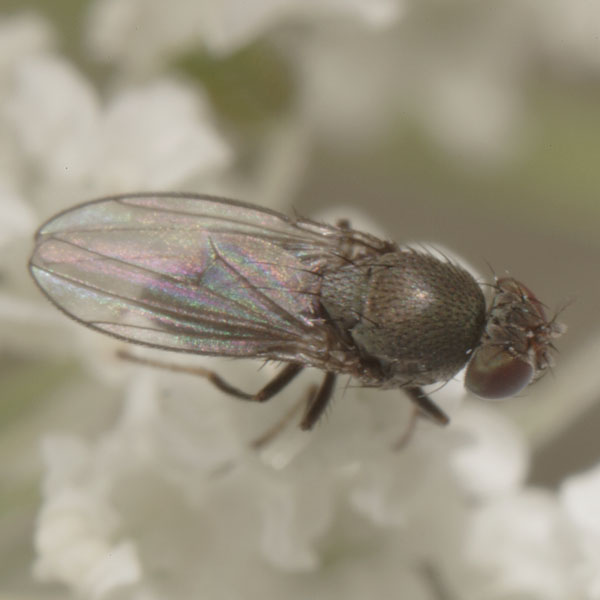 Diptera.info - Discussion Forum: Ephydridae, E-HU, 07.2010