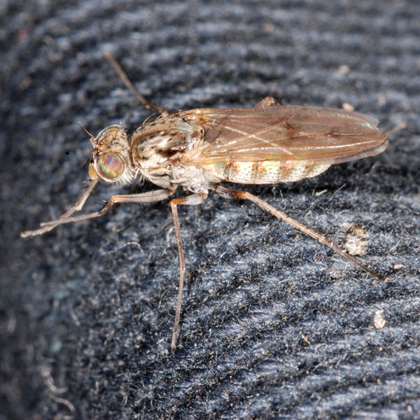 Diptera.info - Discussion Forum: Thinophilus flavipalpis ...