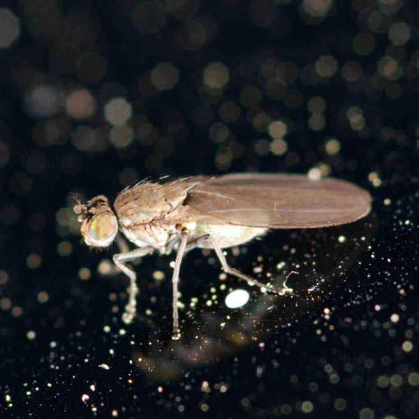 Diptera.info - Discussion Forum: Ephydridae, April 2008, Hungary