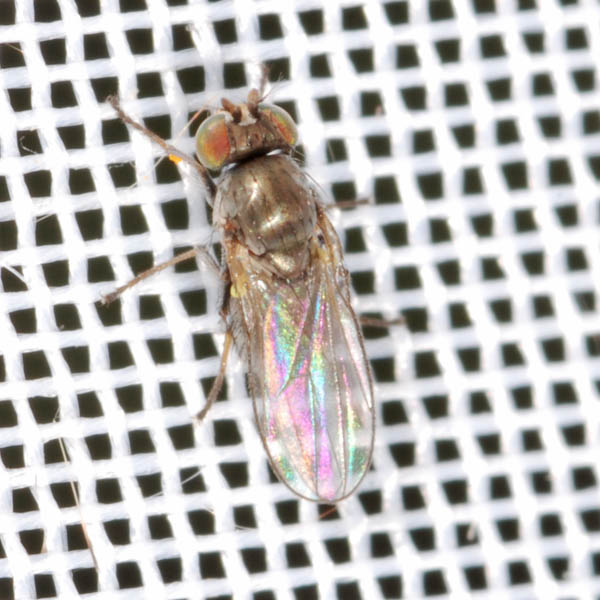 Diptera.info - Discussion Forum: Hydrellia sp, Ephydridae, June 2008 ...