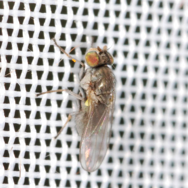 Diptera.info - Discussion Forum: Hydrellia sp, Ephydridae, June 2008 ...