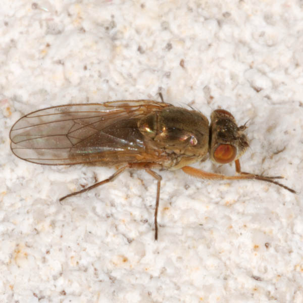 Diptera.info - Discussion Forum: Ephydra sp, Ephydridae, Bulgaria July 2011