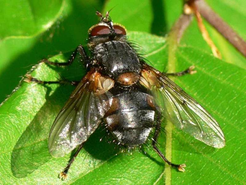 Diptera.info - Discussion Forum: Big Tachinidae (May-23, 2010)