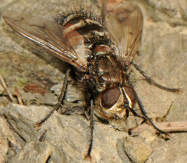 Diptera.info - Discussion Forum: Tachinidae Ernestia puparum