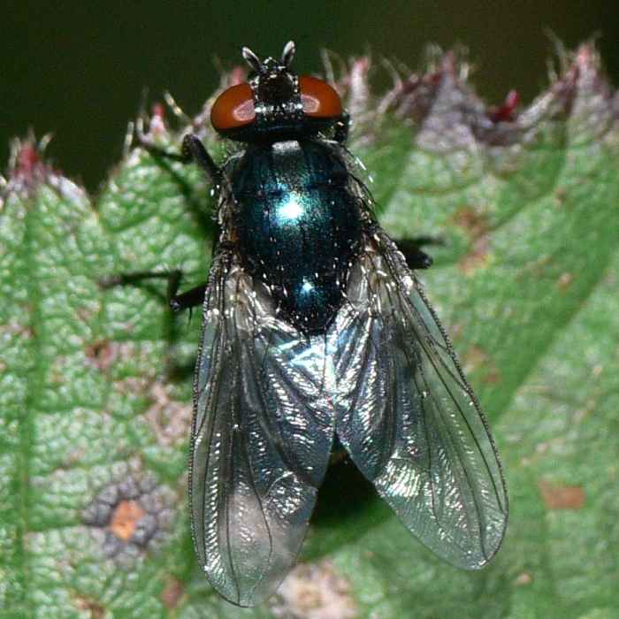 Diptera.info - Discussion Forum: Muscidae, Eudasyphora? --> E. cyanicolor