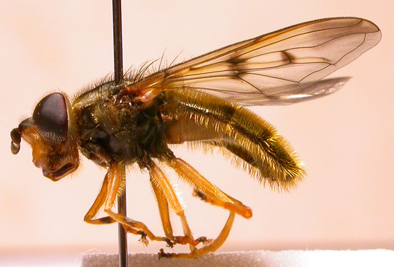 Diptera.info - Discussion Forum: French Syrphidae - Ferdinandea