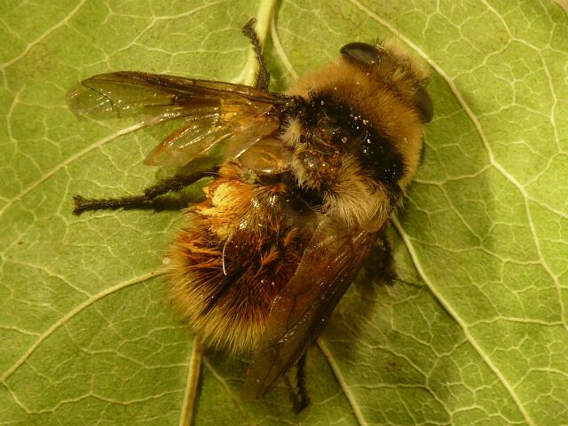 Diptera.info - Discussion Forum: Dasselfliege