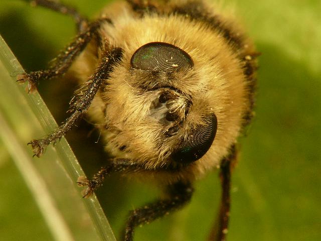 Diptera.info - Discussion Forum: Dasselfliege