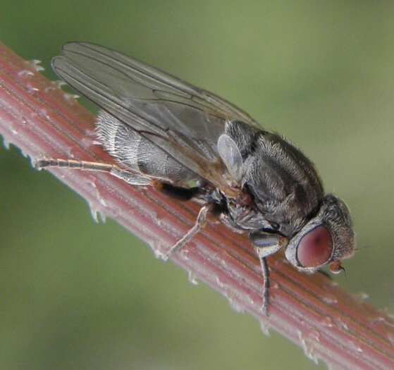 Diptera.info - Discussion Forum: small grey fly -> Lipara sp. (Chloropidae)