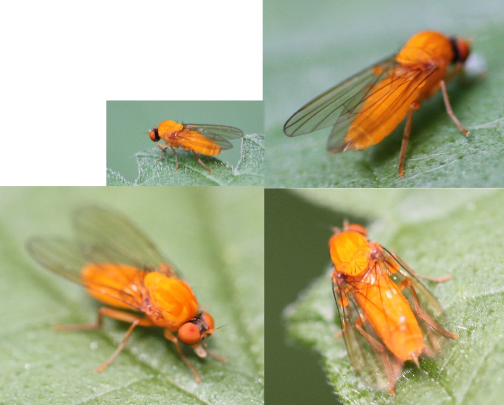 Diptera.info - Discussion Forum: orange coloured flyspecies?