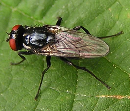 Diptera.info - Discussion Forum: Muscidae -> Hydrotea diabolus
