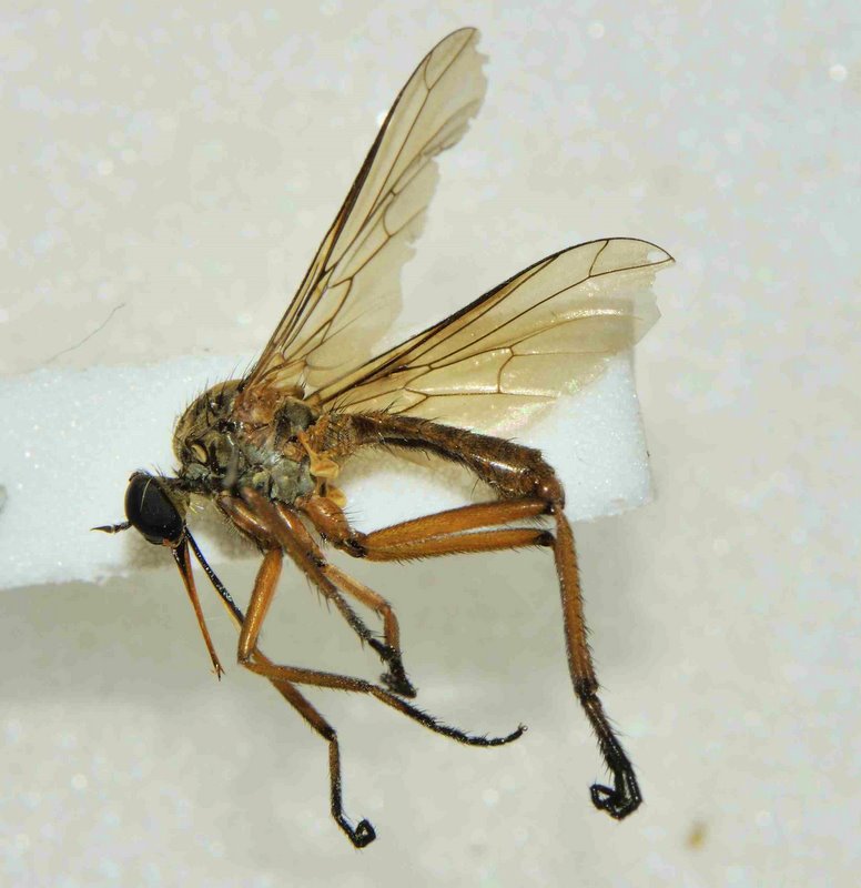 Diptera.info - Discussion Forum: Empidae=Empis livida