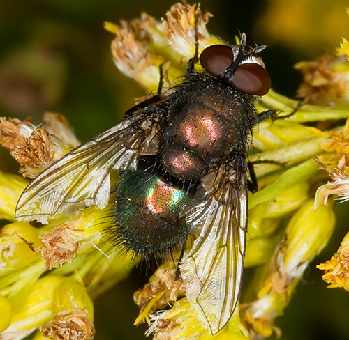 Diptera.info - Discussion Forum: Calliphoridae?