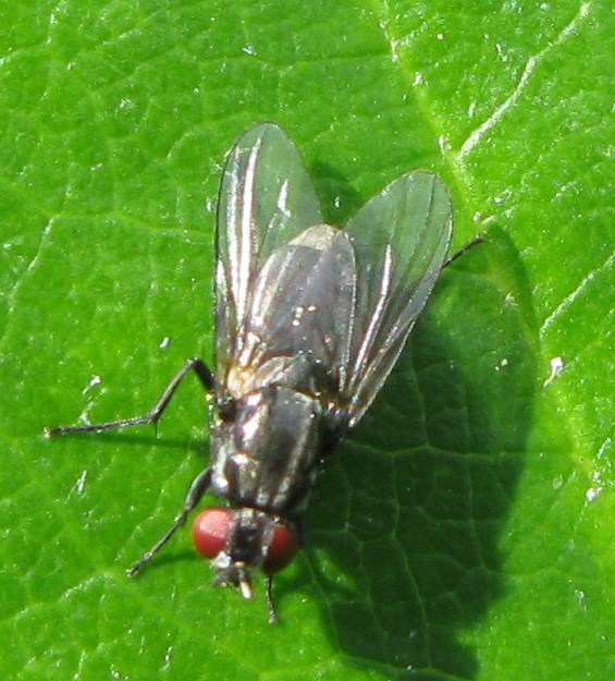 Diptera.info - Discussion Forum: Unknown fly SW Sweden 31 Jul 2012 ...