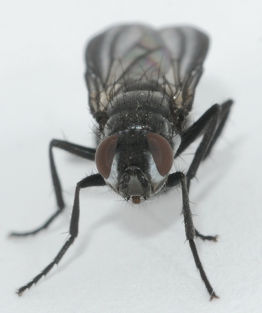 Diptera.info - Discussion Forum: Morinia doronici