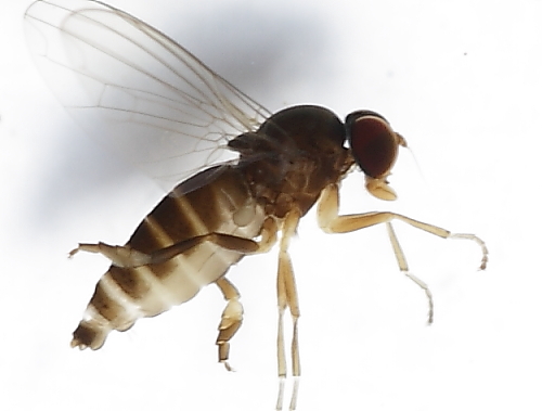 Diptera.info - Discussion Forum: Chinese Fly 02