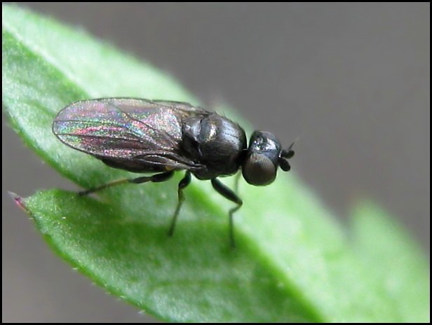 Diptera.info - Discussion Forum: Chloropidae spec. 1-6-10