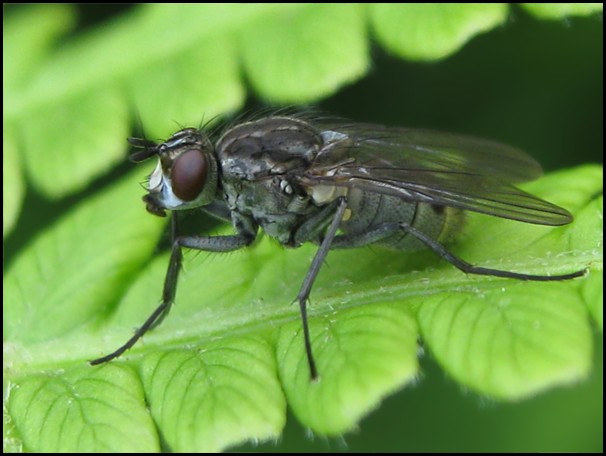 Diptera.info - Discussion Forum: Limnophora riparia