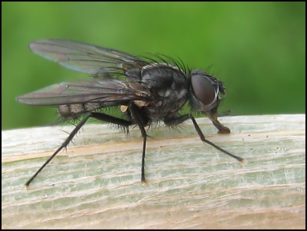 Diptera.info - Discussion Forum: Delia radicum