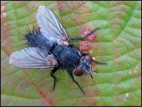 Diptera.info - Discussion Forum: Tachinidae - Voria ruralis