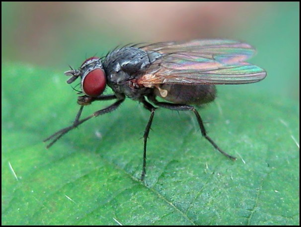 Diptera.info - Discussion Forum: Fannia fly 12-9-11