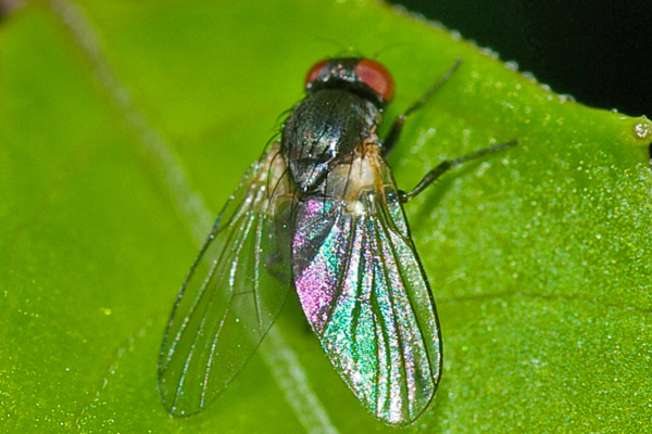 Diptera.info - Discussion Forum: Agromyzidae..Phytomyza sp.