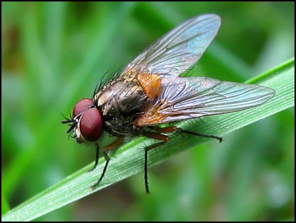 Diptera.info - Discussion Forum: Muscidae - Mydaea corni