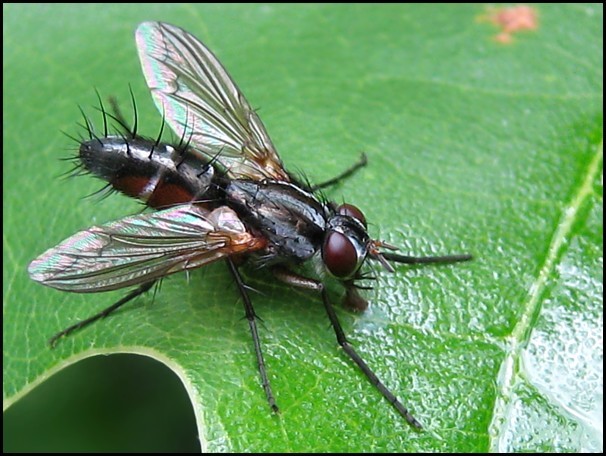 Diptera.info - Discussion Forum: Mintho rufiventris