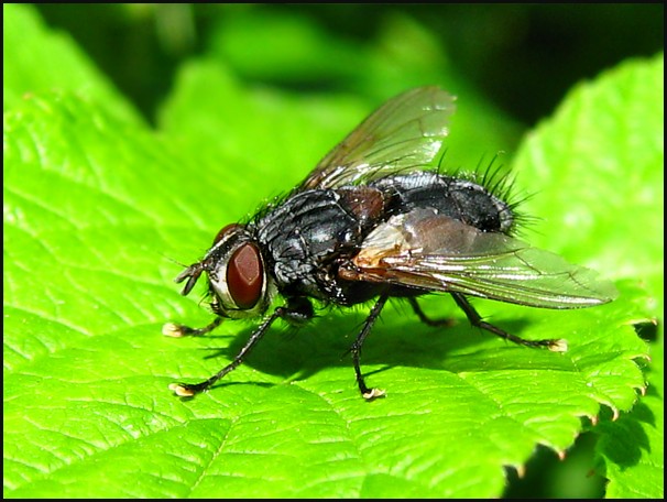 Diptera.info - Discussion Forum: Blepharipa pratensis