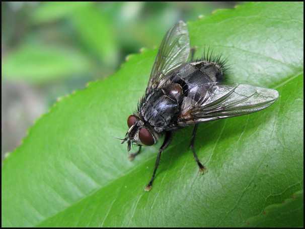 Diptera.info - Discussion Forum: Blepharipa pratensis