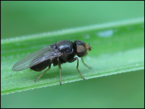 Diptera.info - Discussion Forum: Conioscinella frontella - Chloropidae