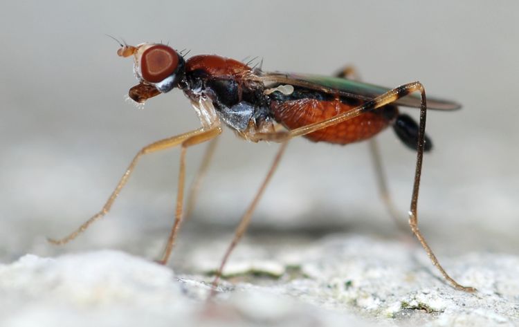 Diptera.info - Discussion Forum: Unknown midge