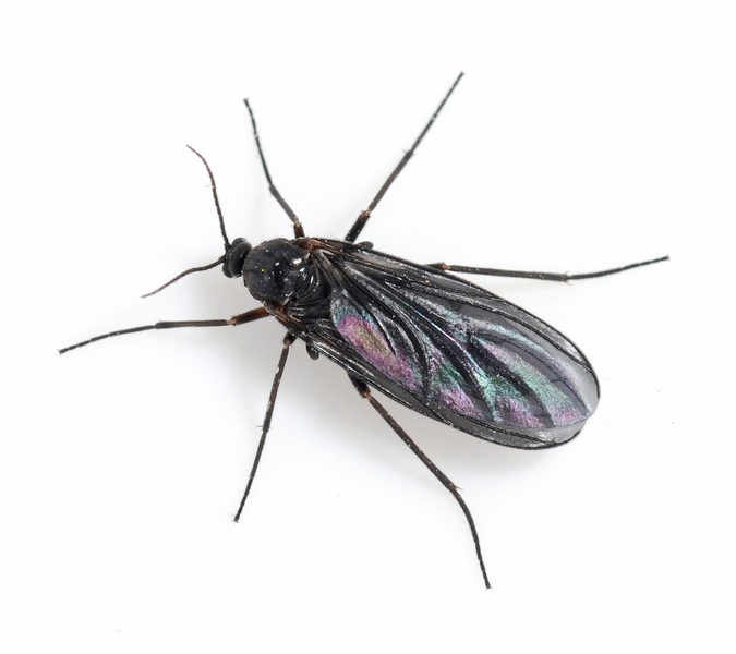 Diptera.info - Discussion Forum: Small fly with black wings