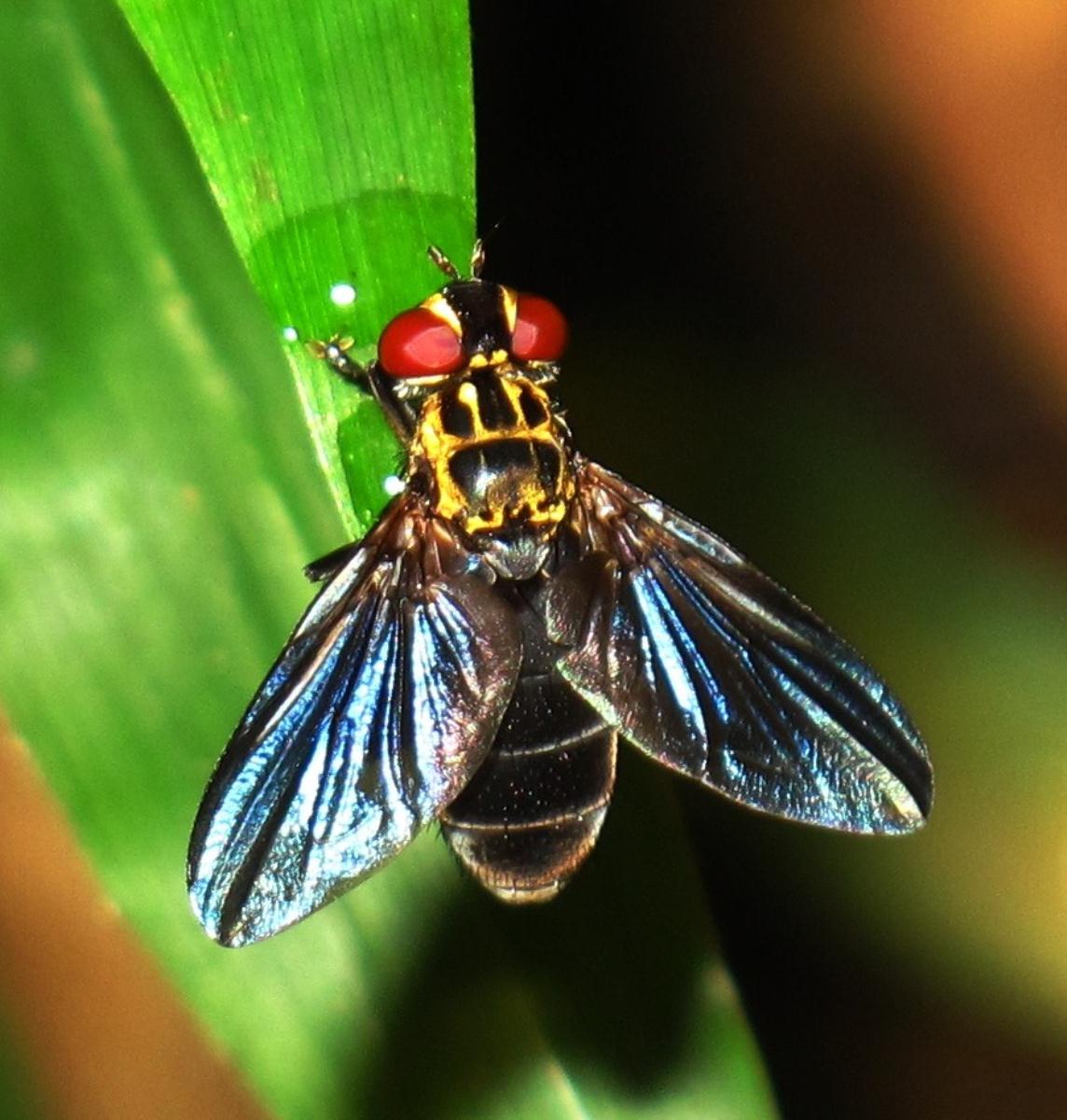 Diptera.info - Discussion Forum: Beautiful Tachinidae, Phasiinae fly ...