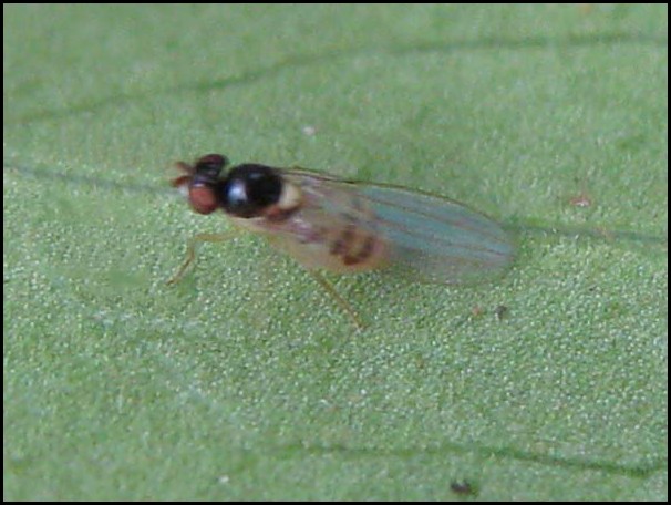 Diptera.info - Discussion Forum: Asteia amoena - Asteiidae