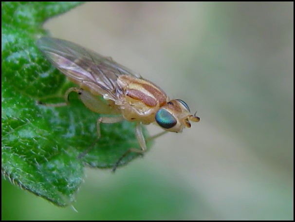 Diptera.info - Discussion Forum: Meromyza 2